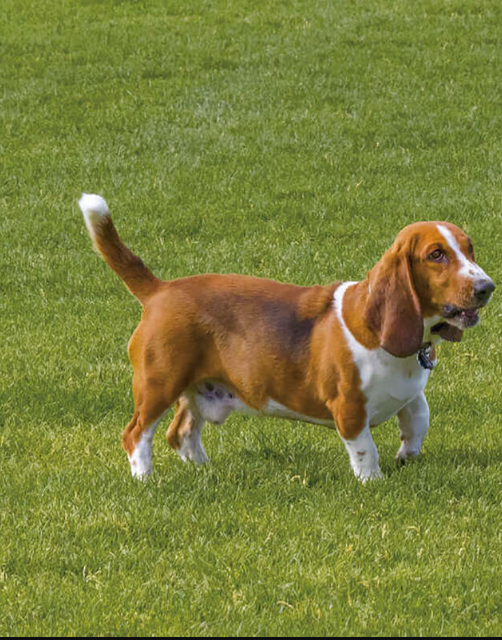 Cómo reconocer a un perro peligroso: prevenir riesgos empieza por vos ...
