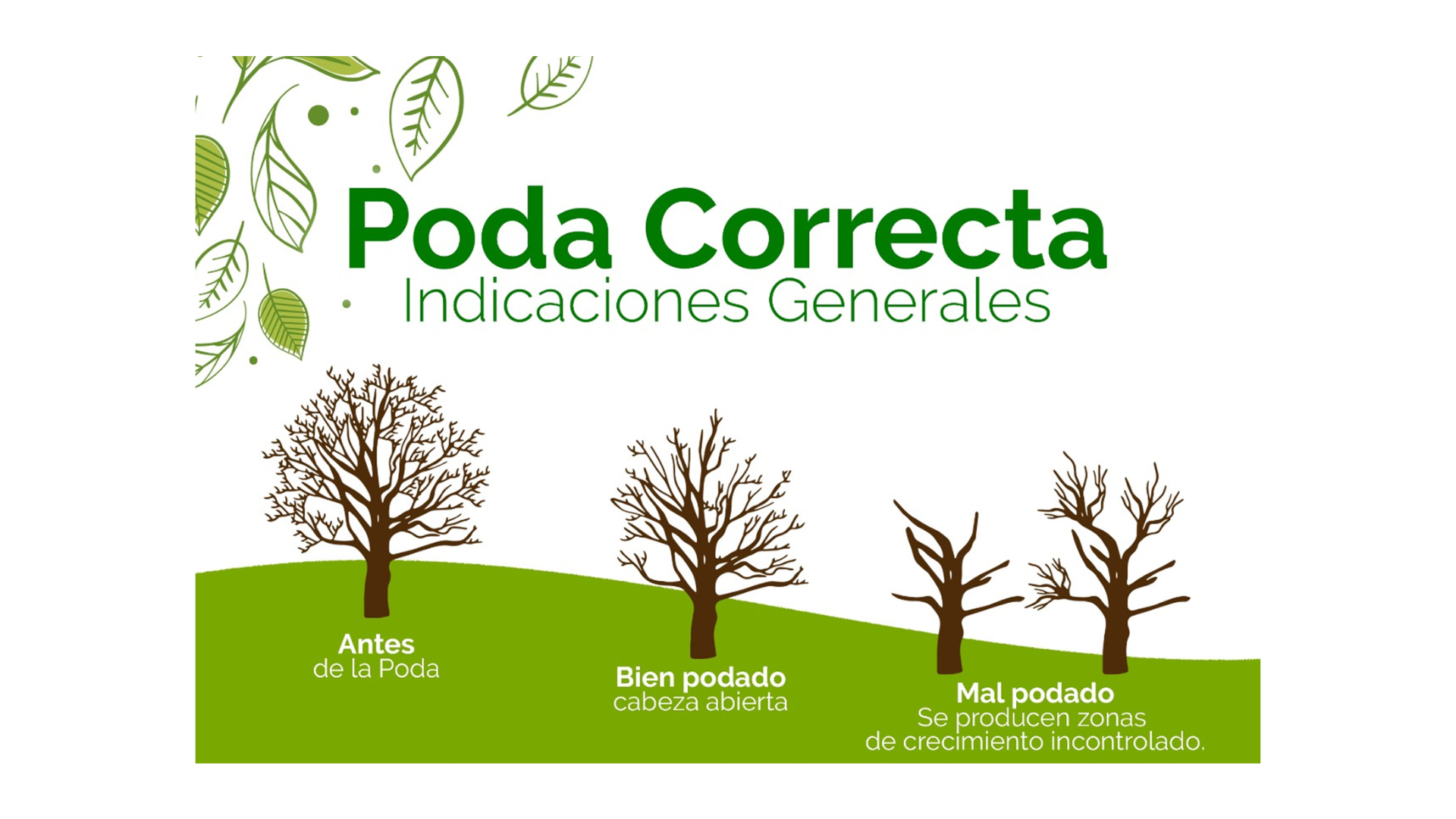Poda Municipal: entre la técnica y la mutilación - El Tres Arroyense ...