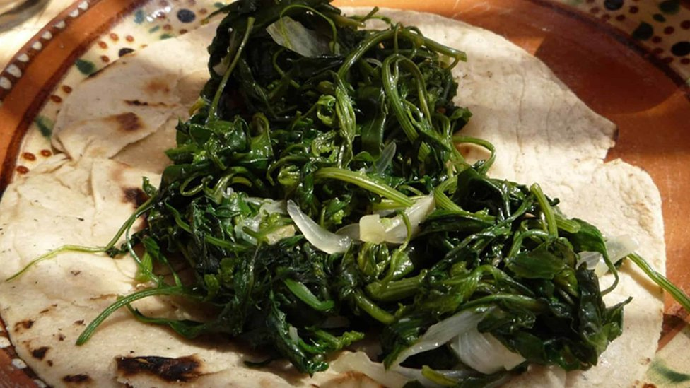 🌿 El “yuyo” que pisás todos los días… y que podés comer - El Tres ...