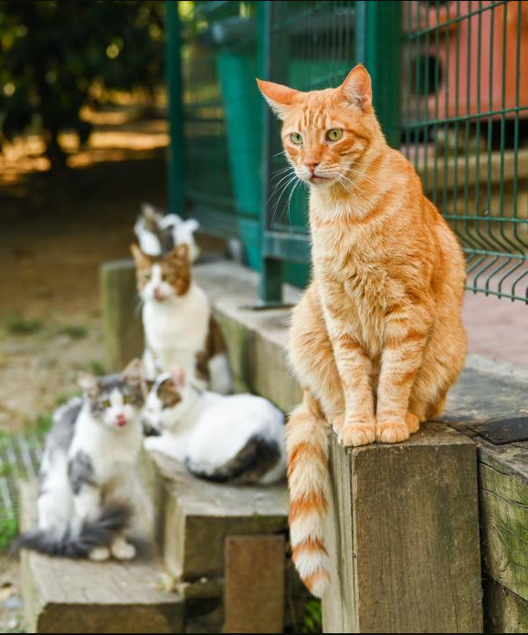 Cuando el gato te elige: la relación humano–gato - El Tres Arroyense ...